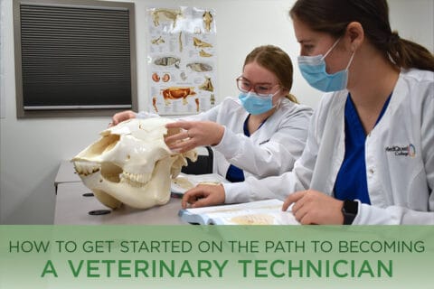 How to Get Started on the Path to Becoming a Veterinary Technician ...