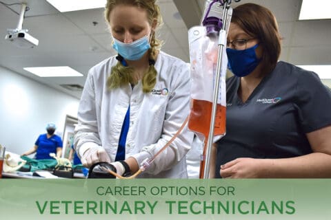Career Options for Veterinary Technicians - Medquest