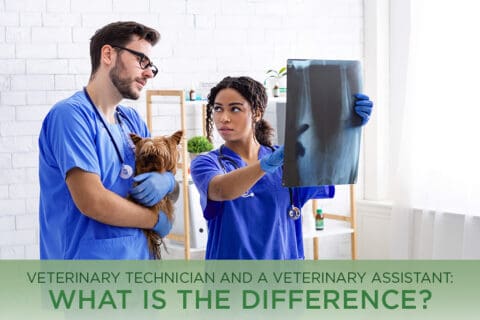 Veterinary Technician and Veterinary Assistant: What is the Difference? - Medquest
